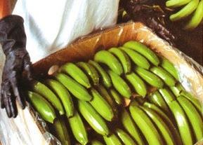 US opens to Philippine bananas | Article | Fruitnet