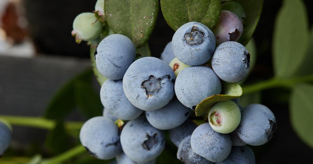 Fall Creek Sekoya blueberry varieties to reach 20% of Peru exports by ...