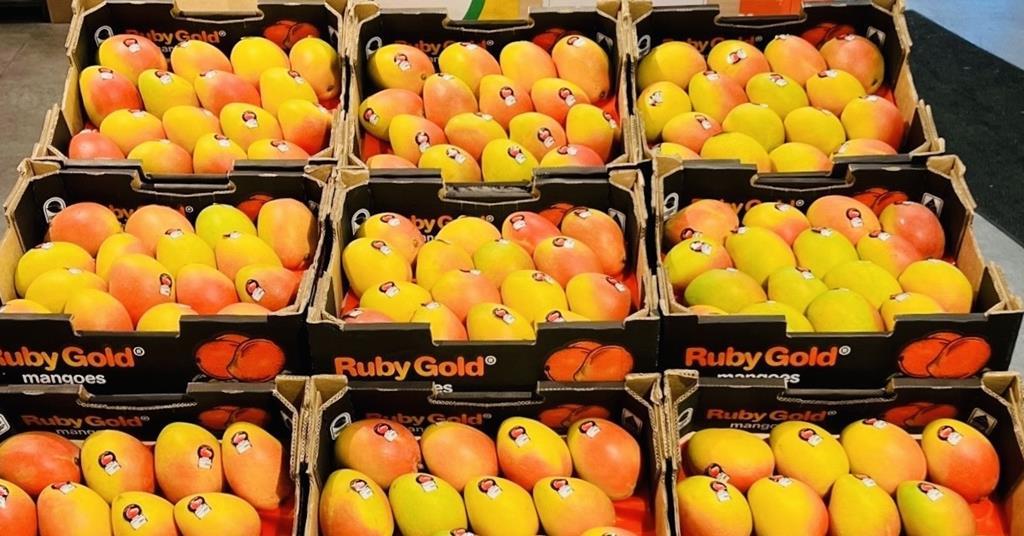 Favco QLD introduces new mango variety Ruby Gold to Australian market | News | Fruitnet