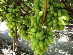Giumarra family seal grape deal | Article | Fruitnet