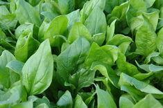 UK vegetable growers prepare for a tough season | Article | Fruitnet