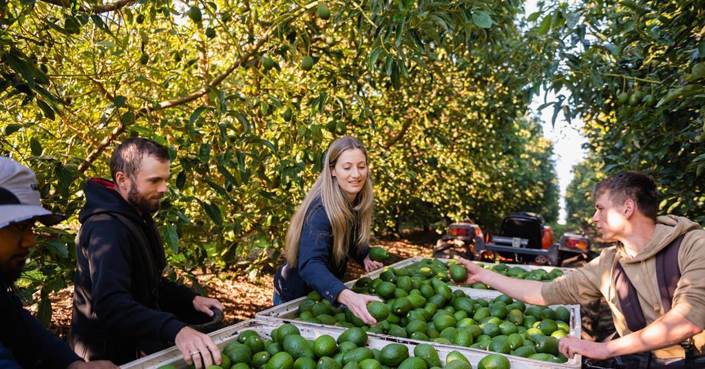 Huge season ahead for Delcado | Article | Fruitnet