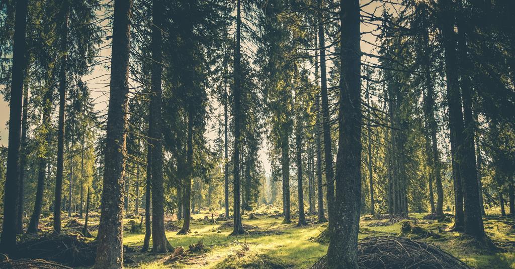 MorePeople makes tree-planting pledge | Article | Fruitnet