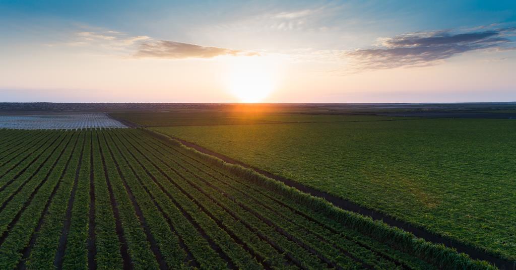 Piura rains fail to dampen Peru’s grape prospects | News | Fruitnet