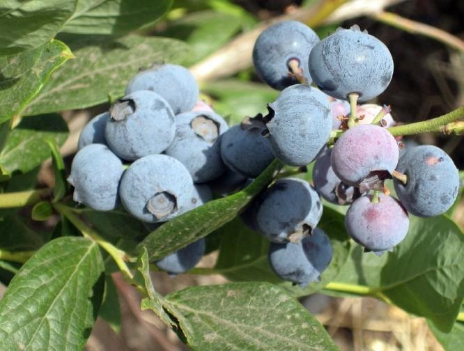 Strong blueberry season for Chile | Article | Fruitnet
