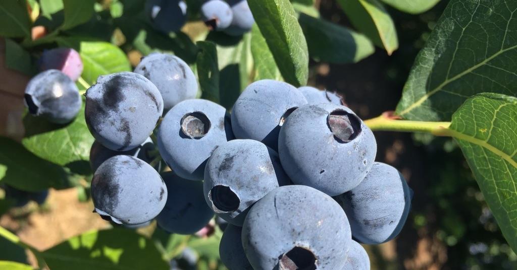 GPS unveils brace of new blueberry varieties | Article | Fruitnet