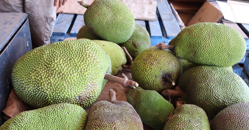 Manbulloo trials jackfruit in NT | Article | Fruitnet