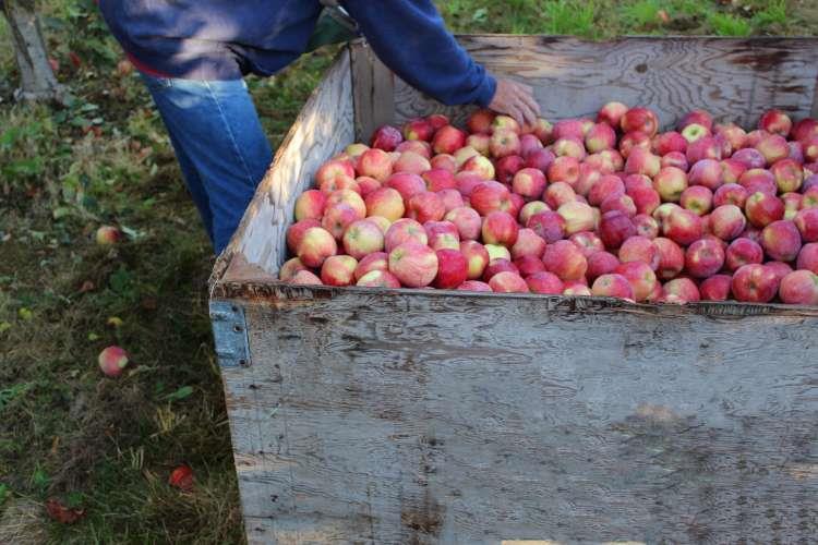 Harvest underway for Autumn Glory apples | Article | Fruitnet