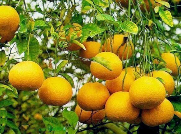 Potential boost for Pakistani citrus | Article | Fruitnet