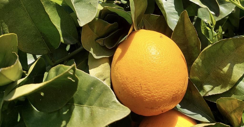 Portuguese citrus in new export push | News | Fruitnet