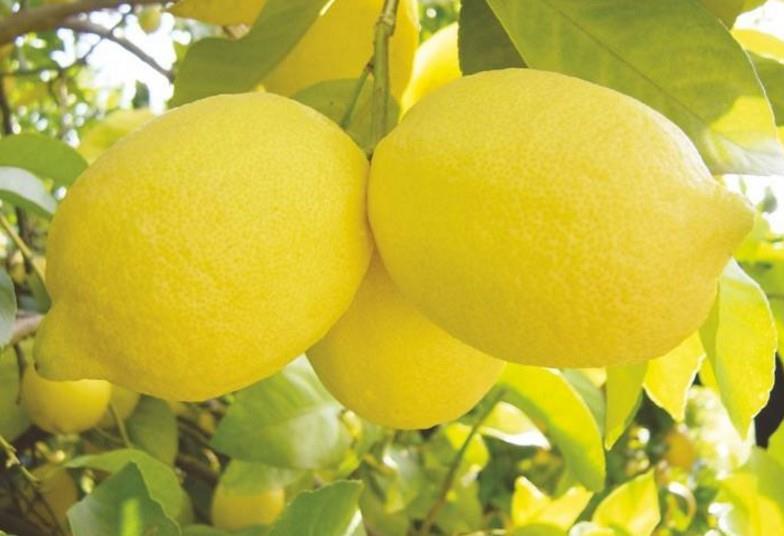 South African lemons head to markets outside Europe | News | Fruitnet