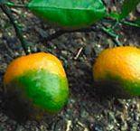 Florida citrus focuses on disease research | Article | Fruitnet