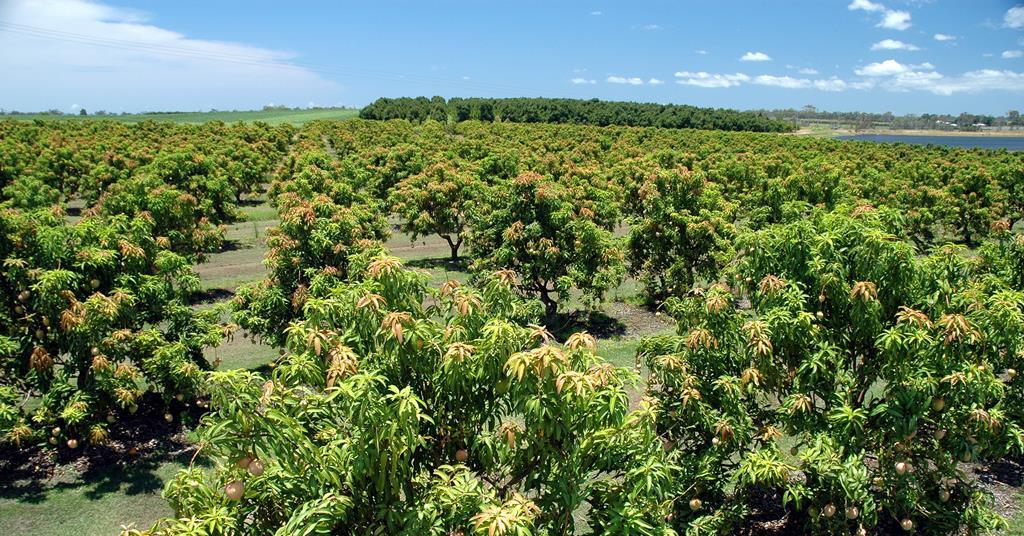 Mango growers taste success with tech | Article | Fruitnet