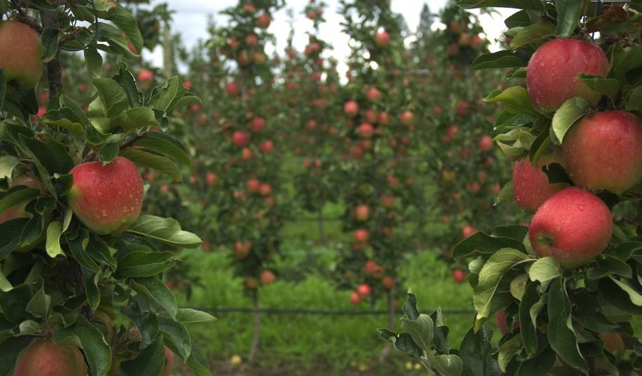 India orders US apples | Article | Fruitnet