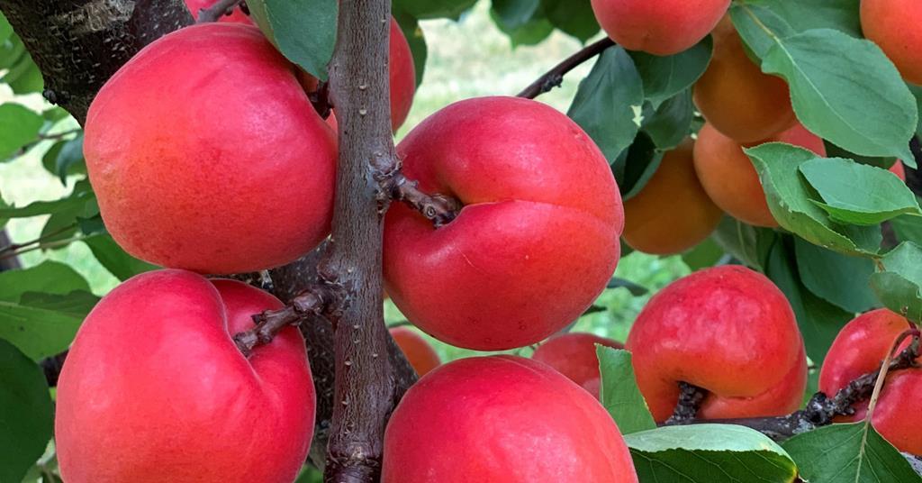 New NZ fruit development opens to investors | Article | Fruitnet