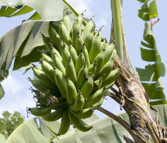 Philippine bananas look to China | Article | Fruitnet