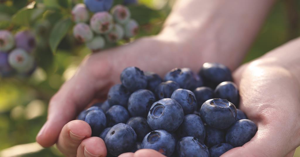 Mexican blueberry production to fall 9 per cent in 2025 | News | Fruitnet