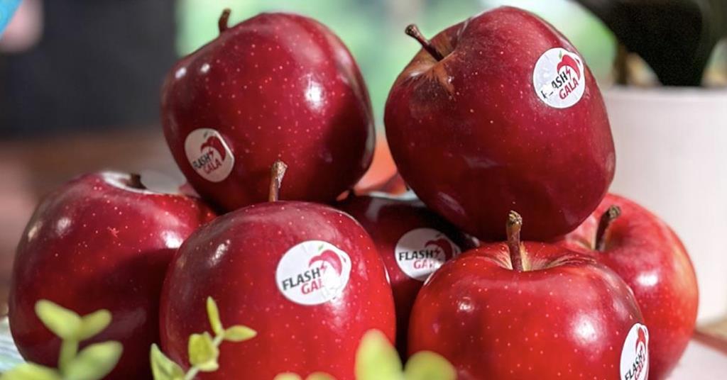 Flash Gala exports surpass 1mn cartons | Article | Fruitnet