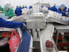Packing a more efficient grape | Article | Fruitnet