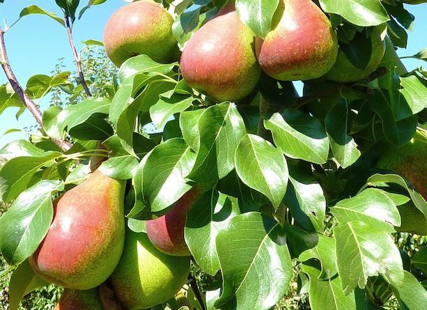 Huge potential for blushed pear | Article | Fruitnet