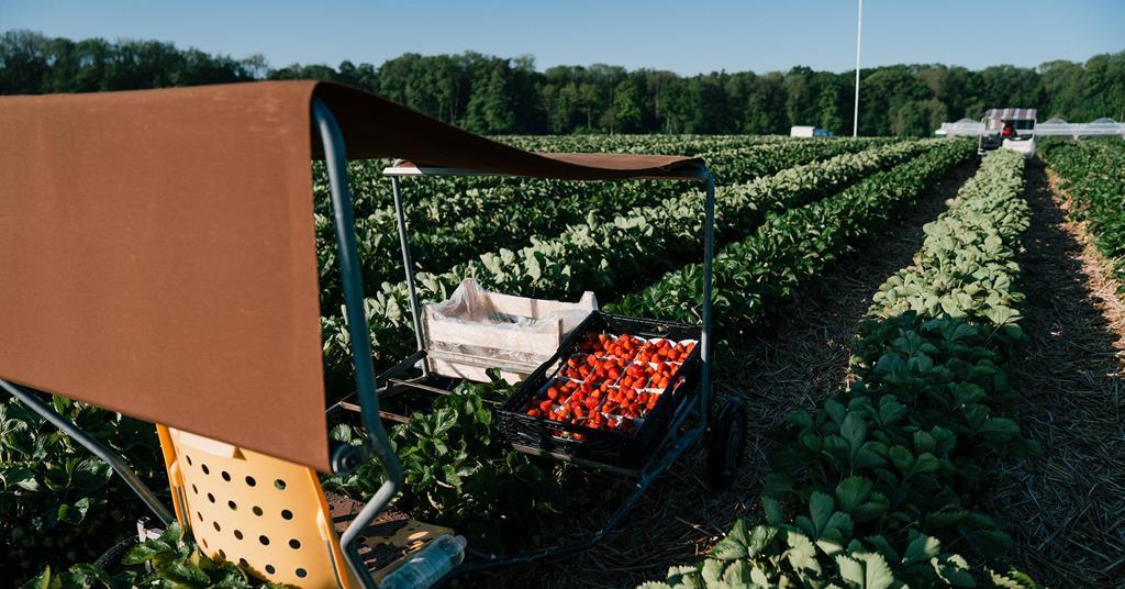 Schweiz: Erdbeersaison ist eröffnet | Article | Fruitnet