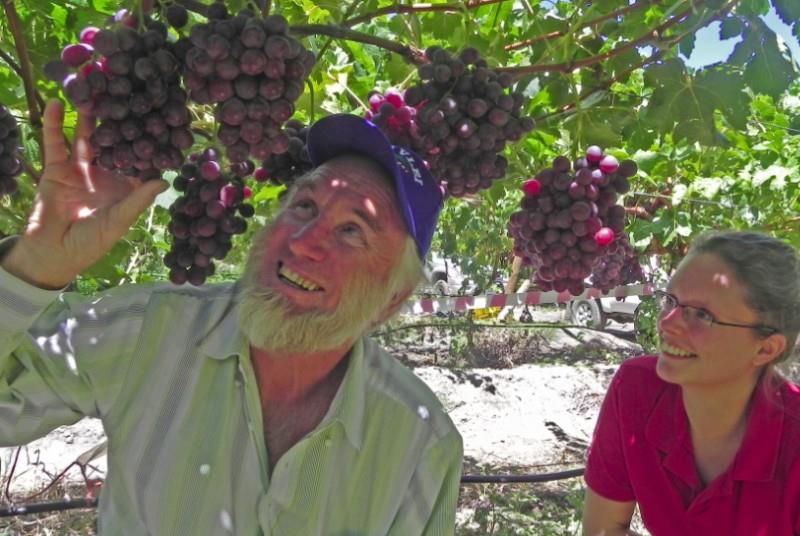 EXSA picks new red grape cultivar | Article | Fruitnet