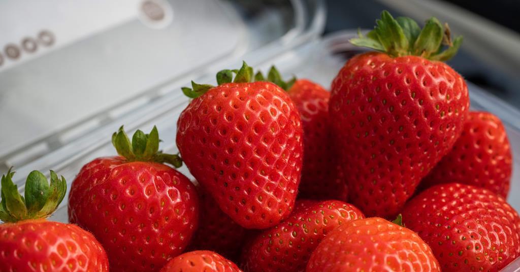 New strawberry varieties from UC Davis | News | Fruitnet