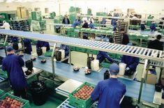 Frupac-ing it in | Article | Fruitnet