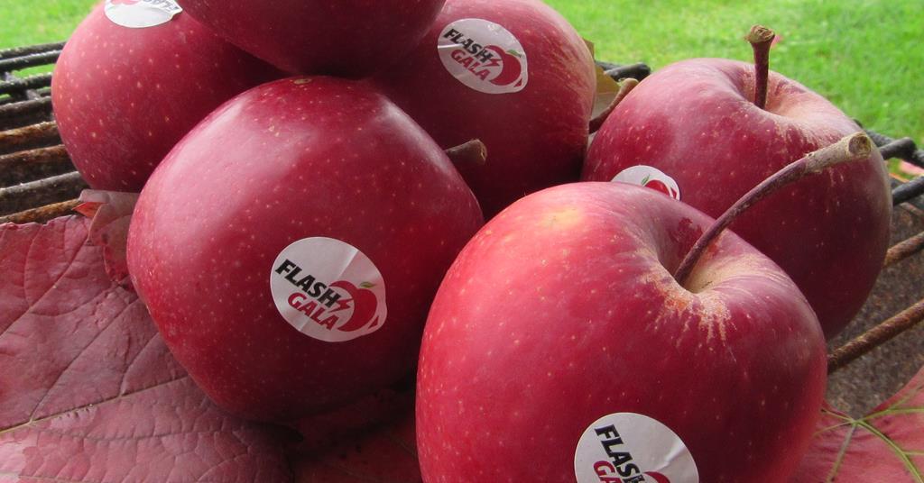 Brand building pays off big for Flash Gala | News | Fruitnet