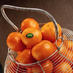 MTEX gives Jaffa citrus a push | Article | Fruitnet
