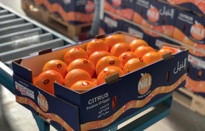 Orange boom a boon for Egypt | Article | Fruitnet