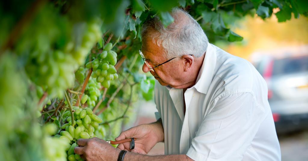Israeli grape exports dry up, but country’s influence remains | News ...