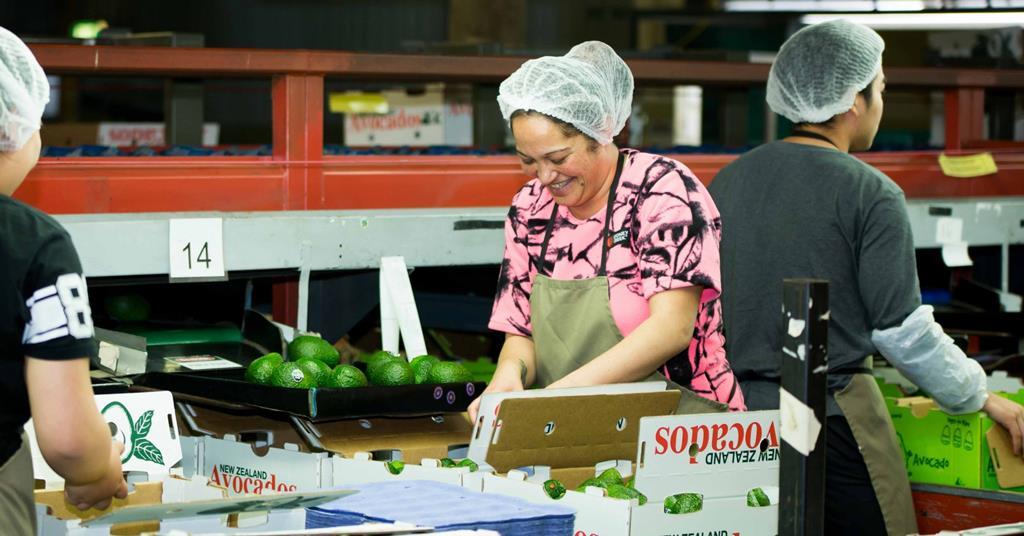 Darling Group begins NZ avocado campaign | Article | Fruitnet