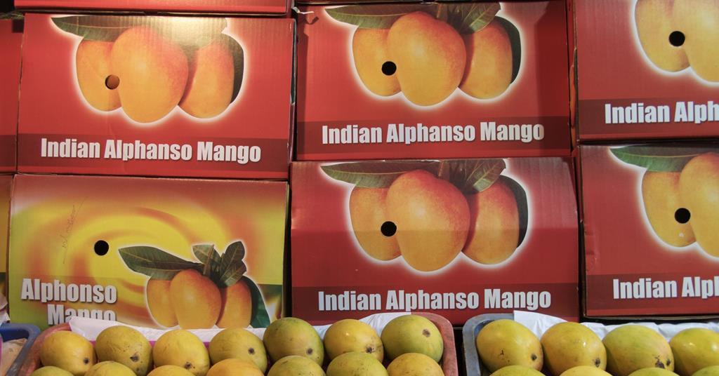 Japan suspends Indian mango imports | News | Fruitnet