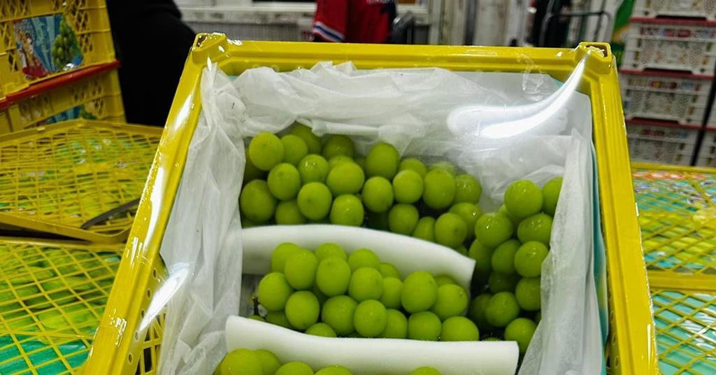 NGO scare hits Shine Muscat sales in Thailand | News | Fruitnet