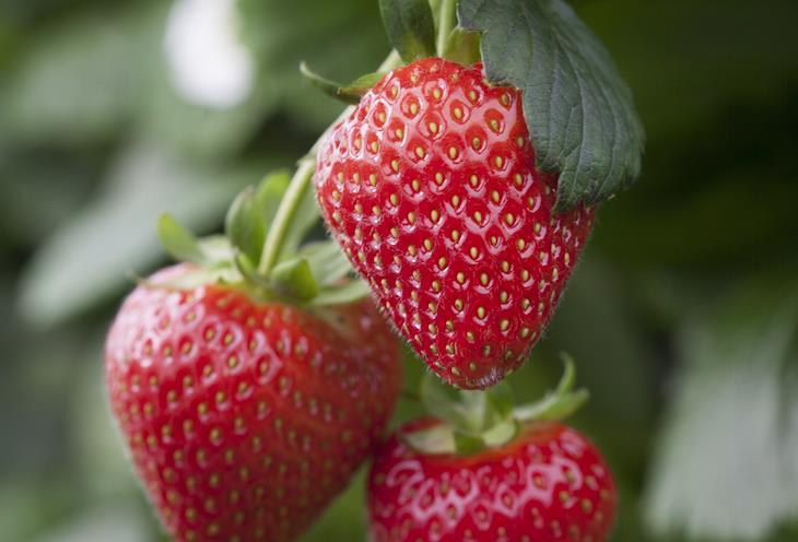 UK enjoys surge in strawberry exports | Article | Fruitnet