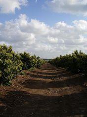 The evolution of avocados | Article | Fruitnet