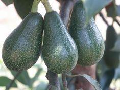 Adding value to avocados | Article | Fruitnet