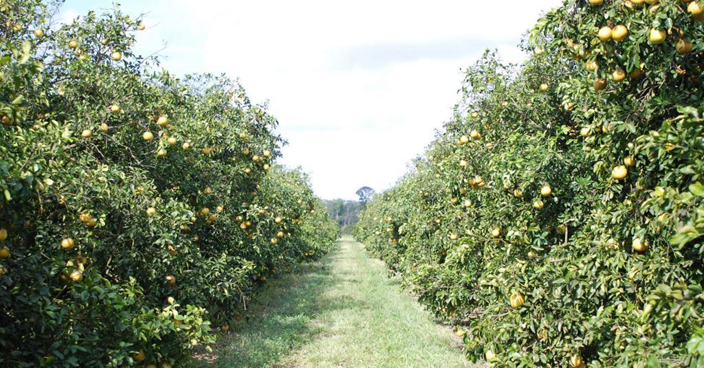 Citrus programme welcomed by FCM | Article | Fruitnet