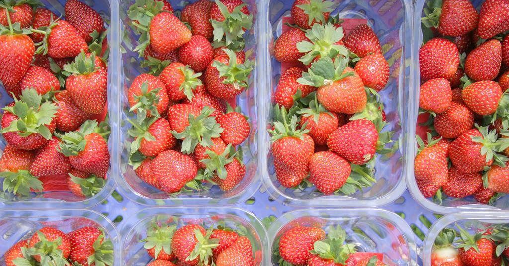 BerryWorld strawberries kick off UK season in Ocado | News | Fruitnet