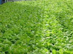 Sainsbury's contends Tesco lettuce ad | Article | Fruitnet