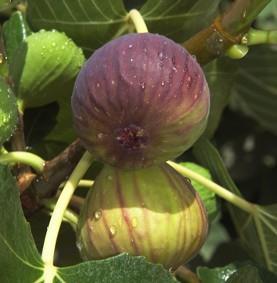Agrexco’s Bursa figs head for Europe | Article | Fruitnet