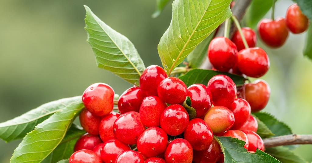 NZ cherry exporter seeks new partners abroad | Article | Fruitnet
