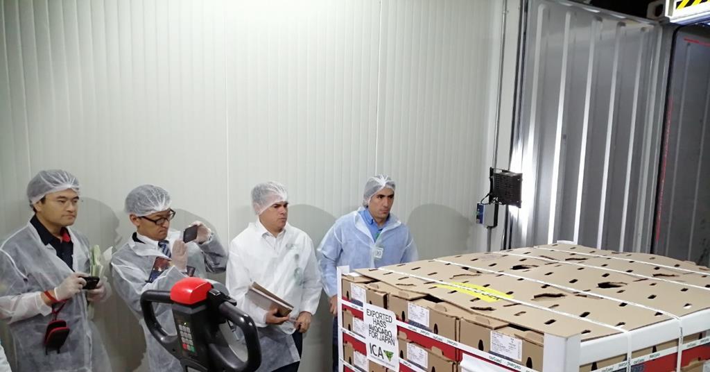 Colombia ships first Hass avos to Japan | Article | Fruitnet