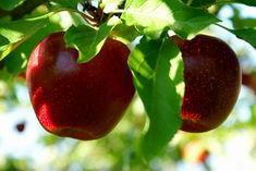 Apples provide breast cancer hope | Article | Fruitnet