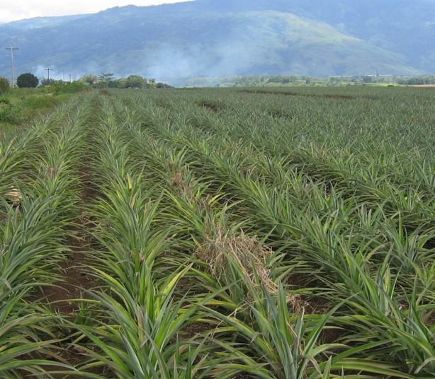Fresh Del Monte invests US$250m in the Philippines | Article | Fruitnet