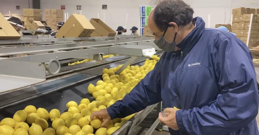 Salix Fruits launches 2025 summer citrus programme | News | Fruitnet