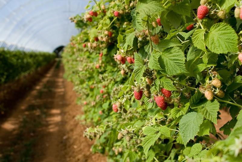 Plan to protect berry industry | Article | Fruitnet