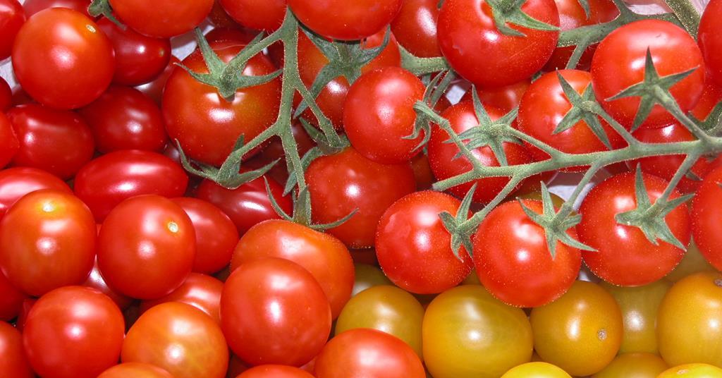Almería: Starker Preisanstieg bei Tomaten | Article | Fruitnet
