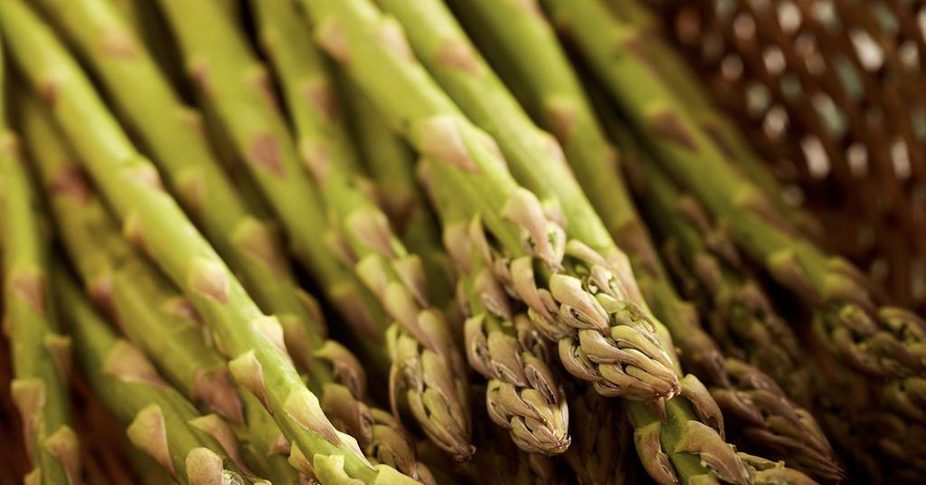 Michigan’s 2025 asparagus season is underway | News | Fruitnet